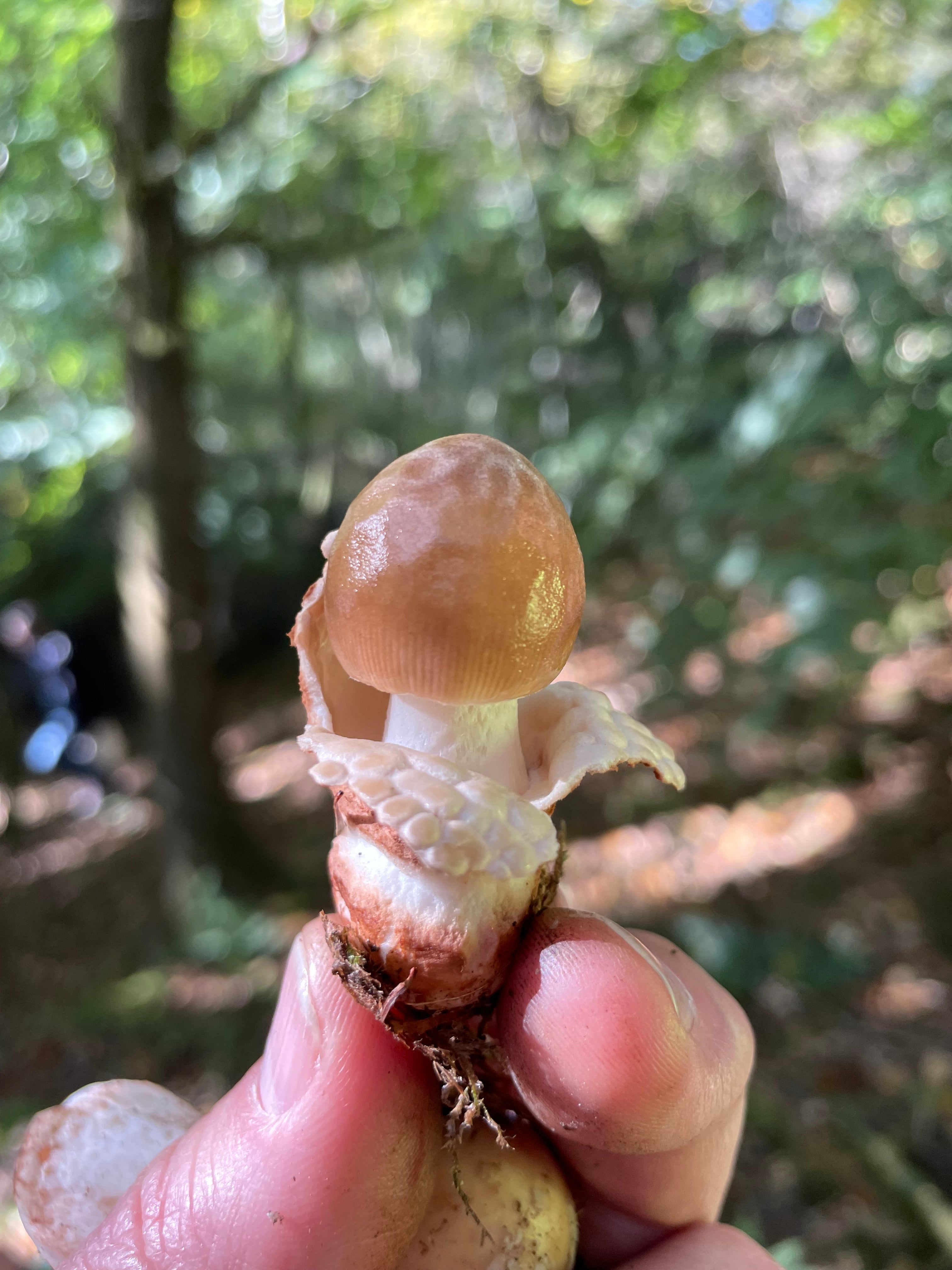 Advanced Beginners Guided Mushroom Foraging Walk - Late Season | Adi's ...